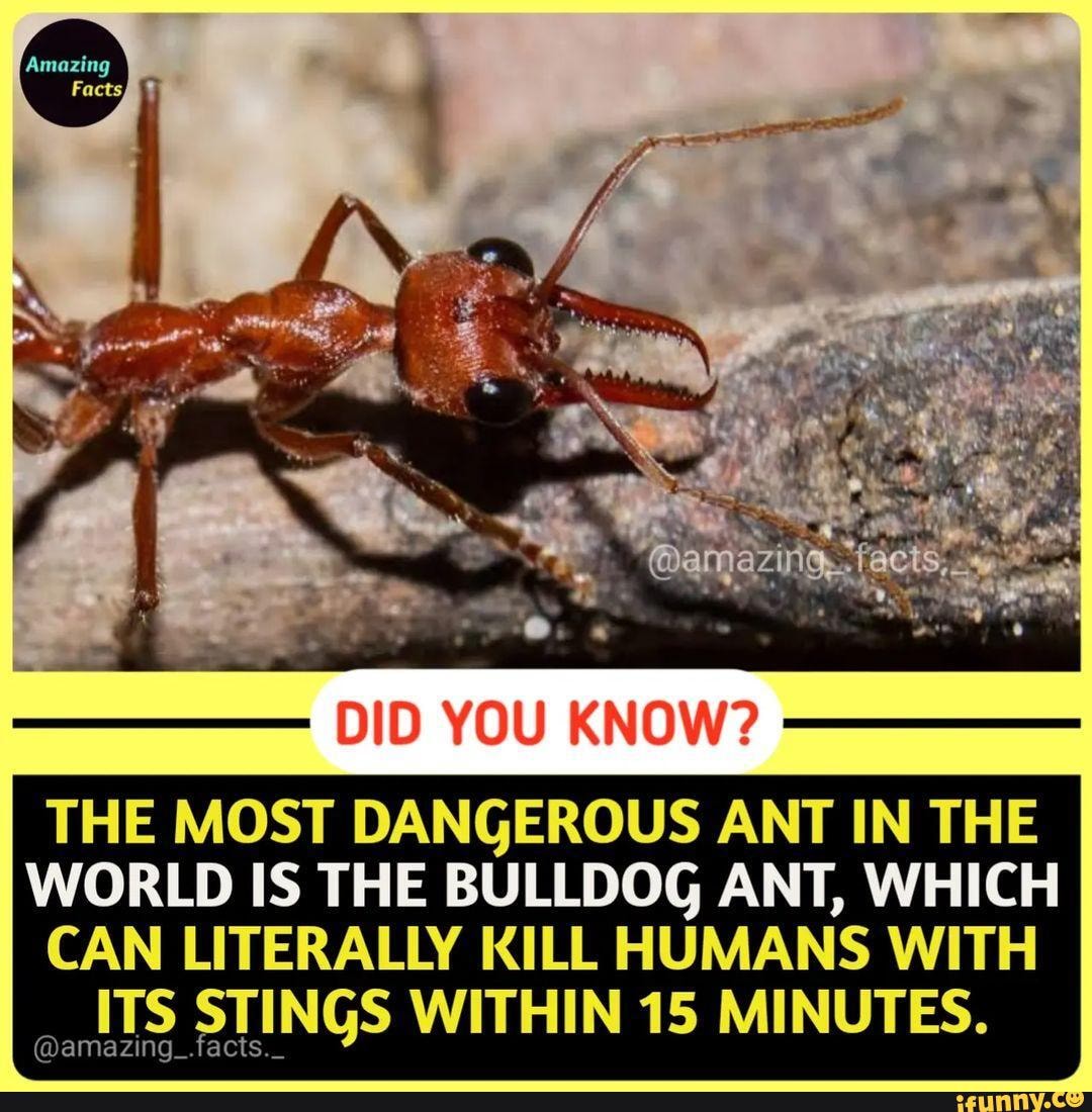 Did You Know The Most Dangerous Ant In The World Is The Bulldog Ant