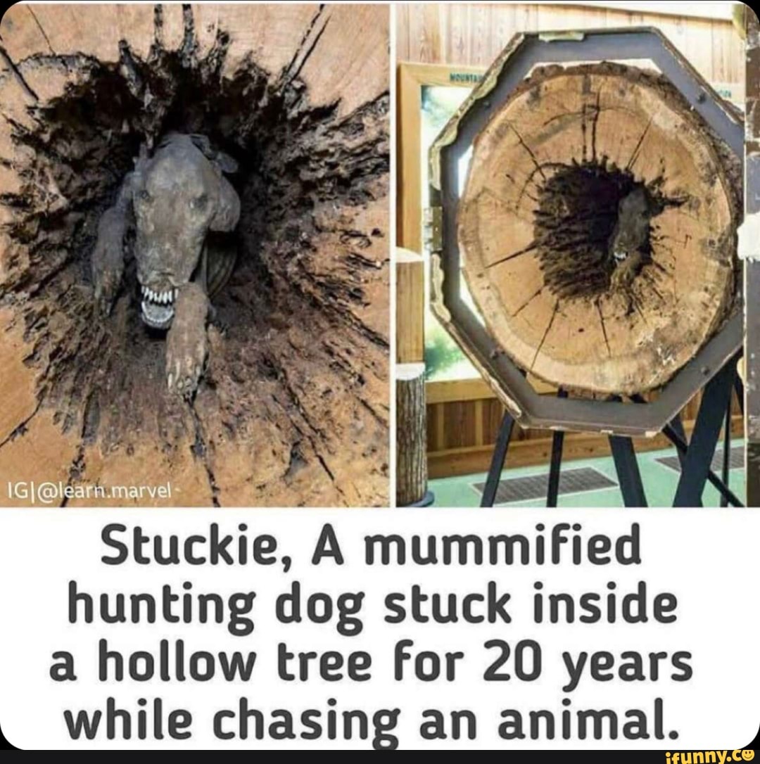 SS Stuckie, A mummified hunting dog stuck inside a hollow tree for 20 ...
