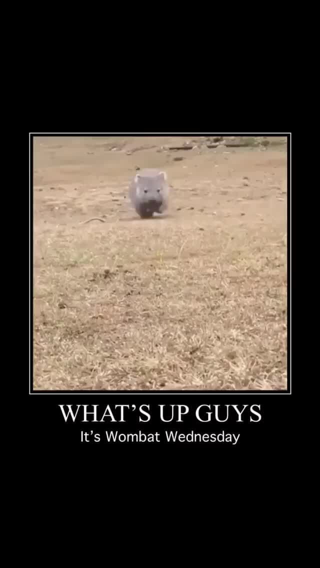 WHAT'S UP GUYS It's Wombat Wednesday - )