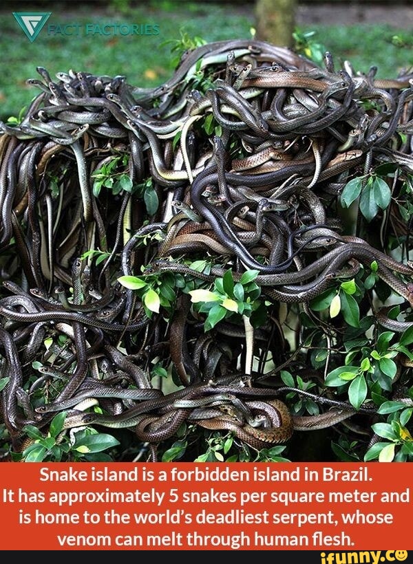 Snake island is a forbidden island in Brazil. It has approximately 5 ...