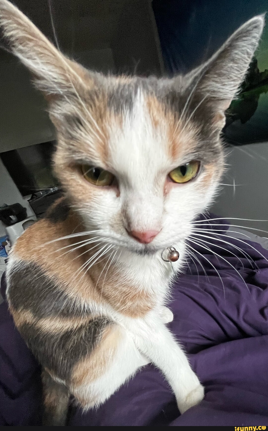 Fisheye memes. Best Collection of funny Fisheye pictures on iFunny