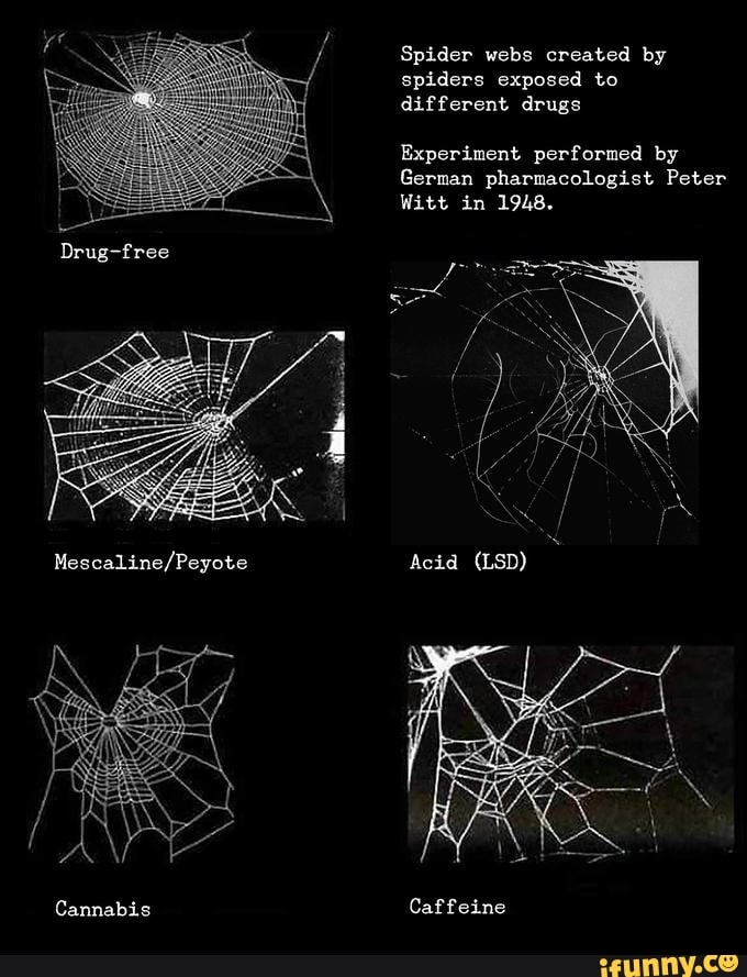 Spider webs created by spiders exposed to different drugs Experiment ...