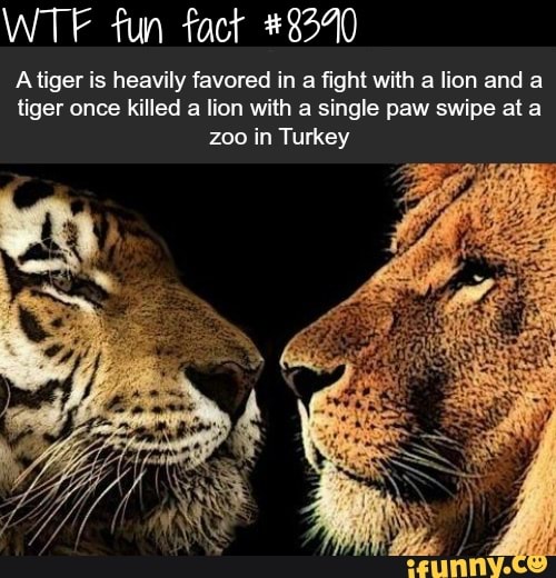 Tiger Kills Lion In Turkish Zoo