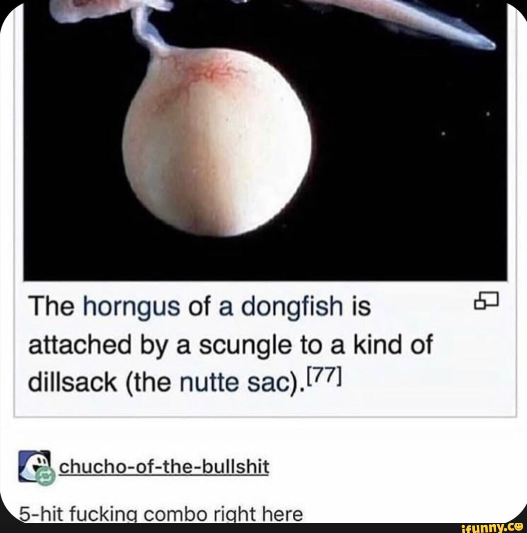 Horngus memes. Best Collection of funny Horngus pictures on iFunny