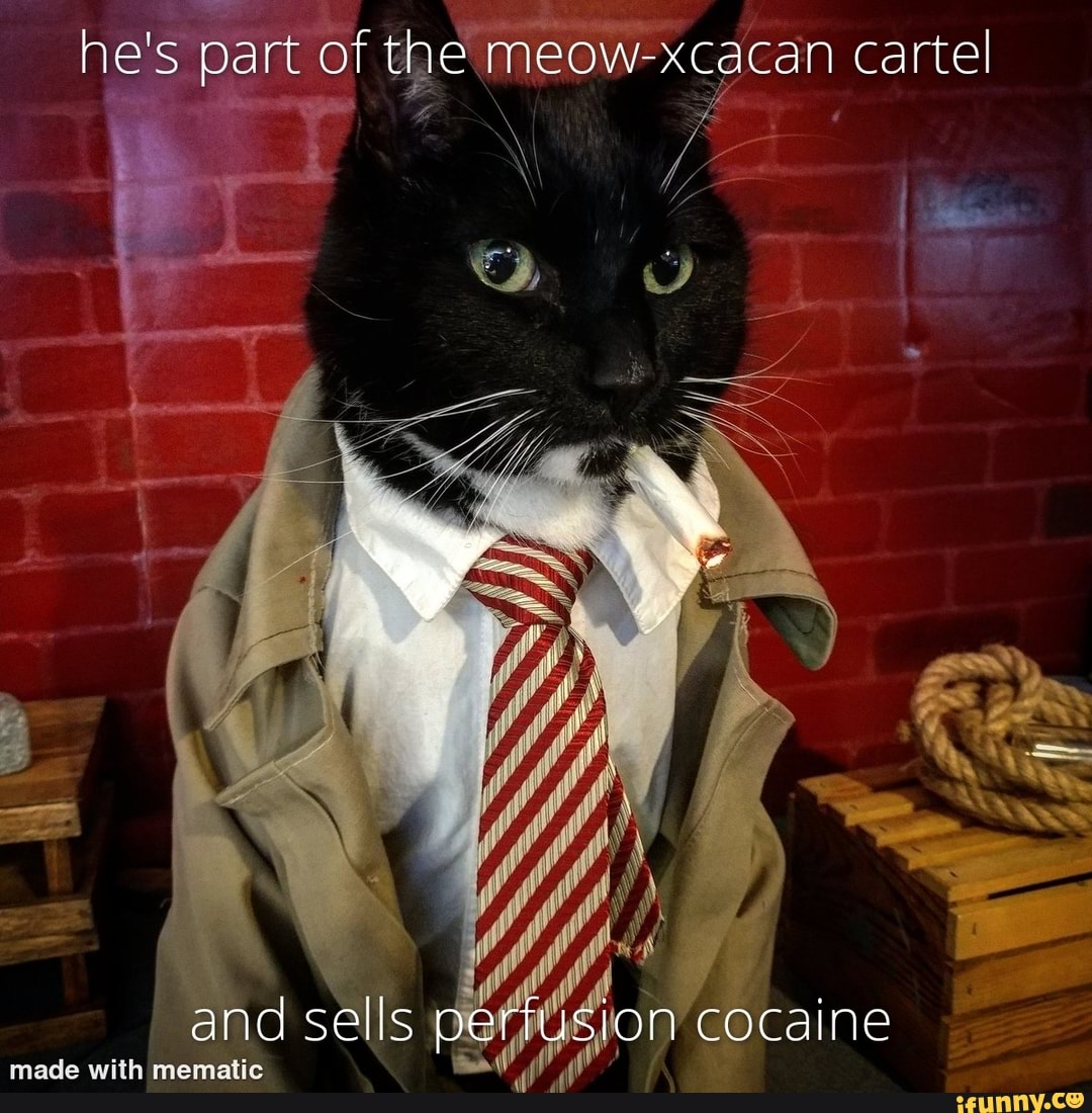 Perfusion memes. Best Collection of funny Perfusion pictures on iFunny