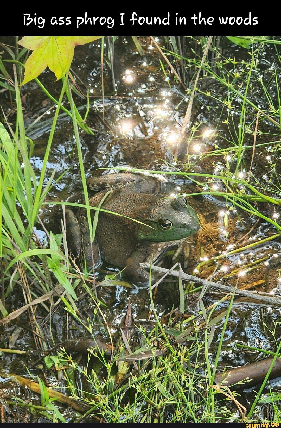 Phrog memes. Best Collection of funny Phrog pictures on iFunny