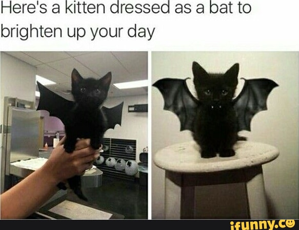 Here's a kitten aressed as a bat to brighten up your day - iFunny