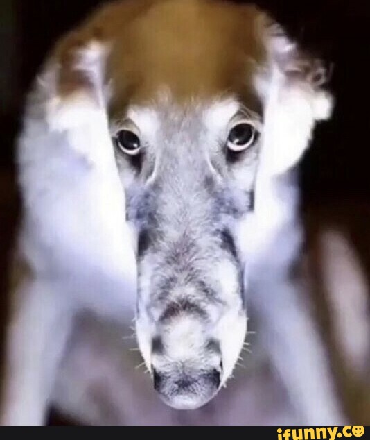 Picture memes HHLbXkECA by MemeLoafeyer: 9 comments - iFunny