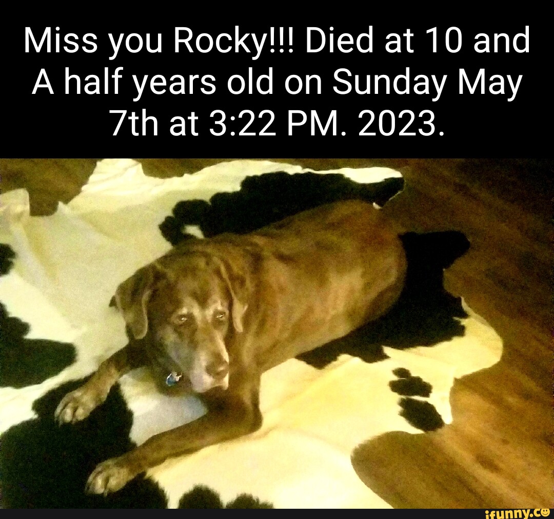 Miss you Rocky!!! Died at 10 and A half years old on Sunday May at PM ...