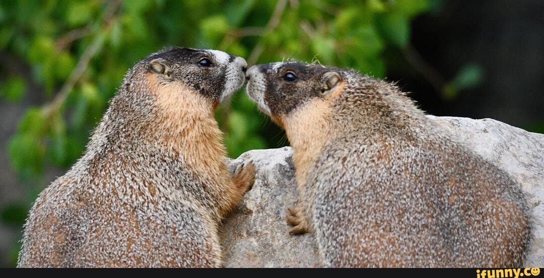 Marmots memes. Best Collection of funny Marmots pictures on iFunny