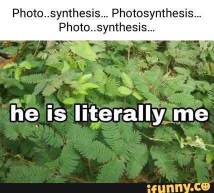 Photosynthesis memes. Best Collection of funny Photosynthesis pictures ...