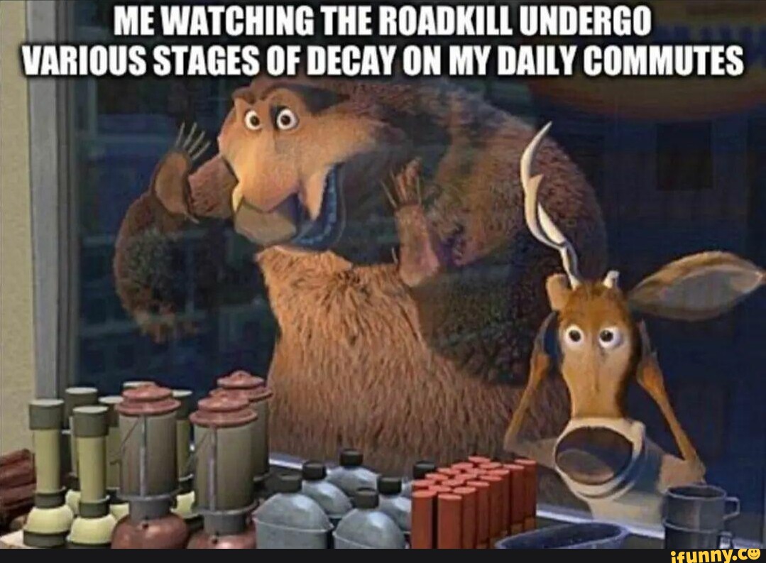 ME WATCHING THE ROADKILL UNDERGO VARIOUS STAGES OF DECAY ON MY DAILY ...
