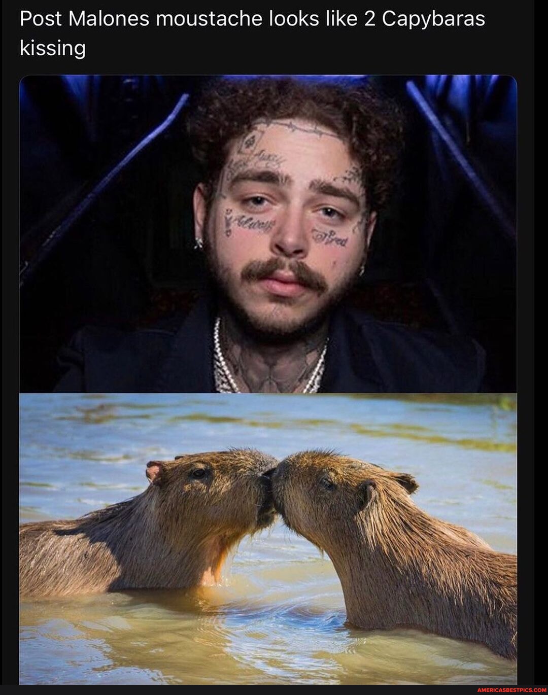 @THEMUFFREPORT is a must follow 😂 - Post Malones moustache looks like 2 Capybaras kissing ww ...