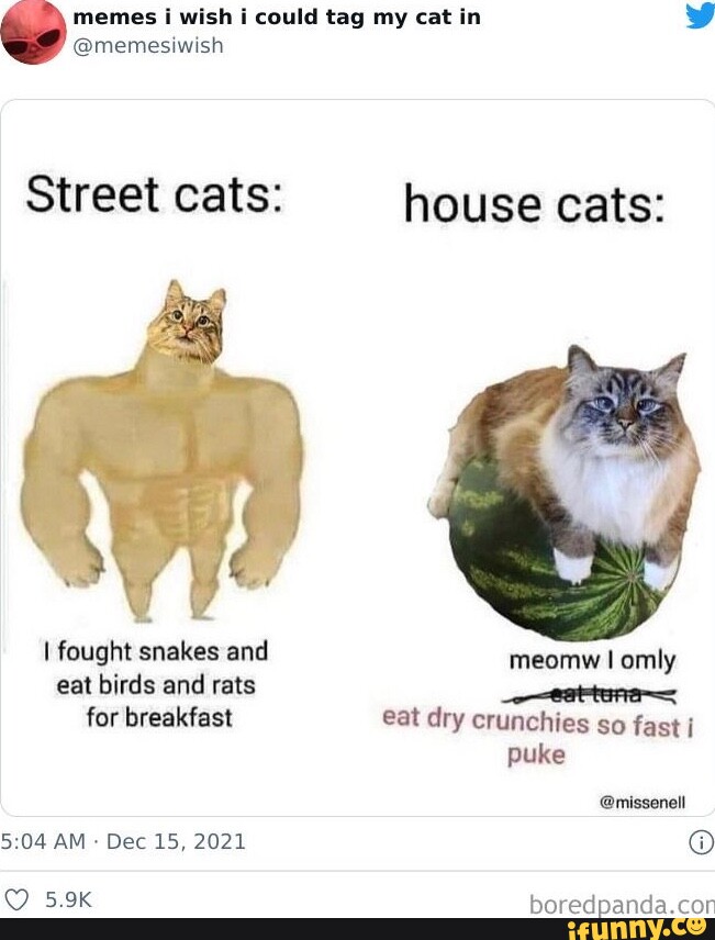 Memes i wish I could tag my cat in @memesiwish Street cats: house cats ...