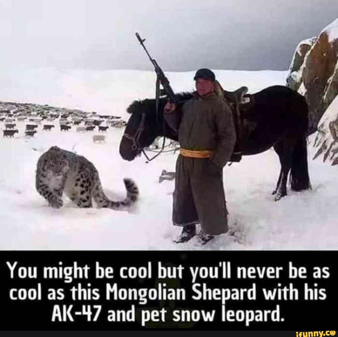 You might be cool but you'll never be as cool as this Mongolian Shepard ...