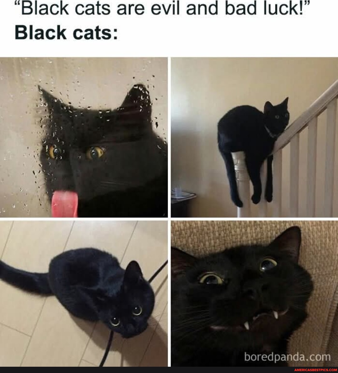 "Black cats are evil and bad luck!" Black cats: boredpanda.com ...