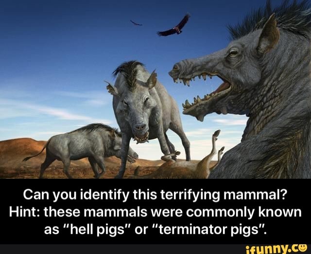 Entelodont memes. Best Collection of funny Entelodont pictures on iFunny