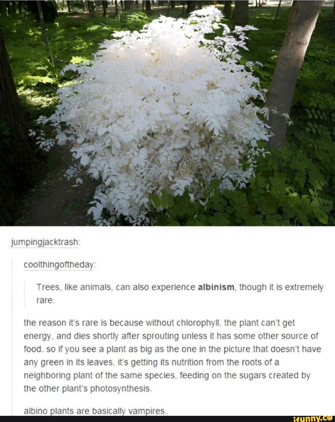 Albinism memes. Best Collection of funny Albinism pictures on iFunny