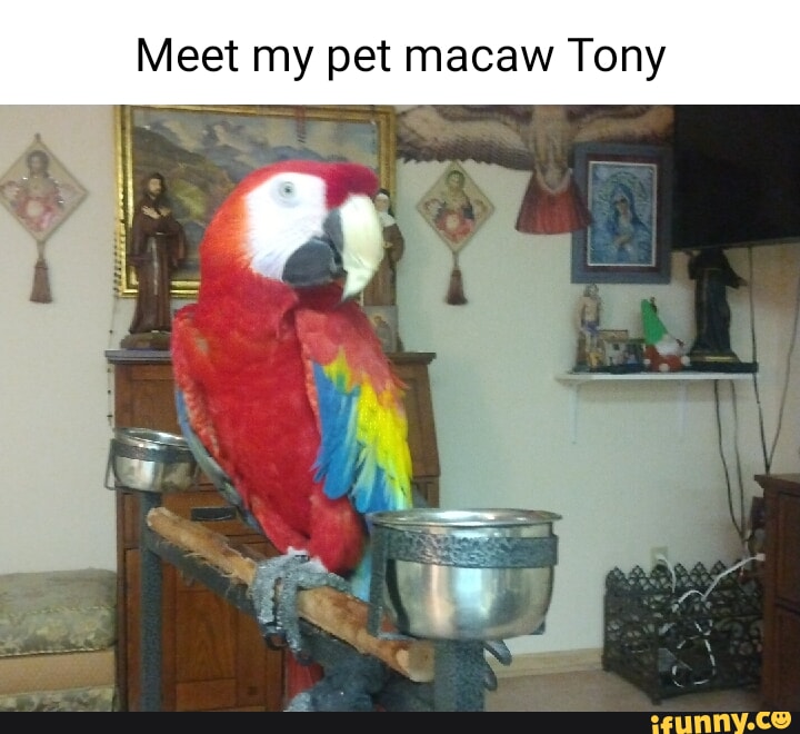 Bird memes. Best Collection of funny Bird pictures on iFunny