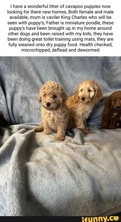 Cavapoo memes. Best Collection of funny Cavapoo pictures on iFunny