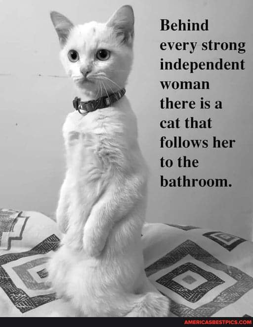 Behind every strong independent woman there is a cat that follows her ...