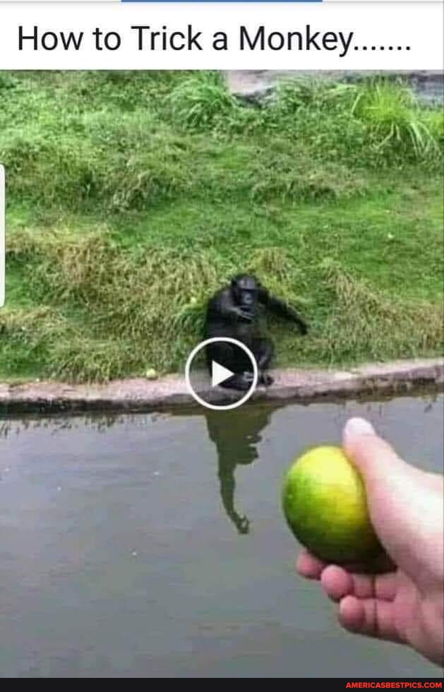 How to Trick a Monkey....... - America’s best pics and videos