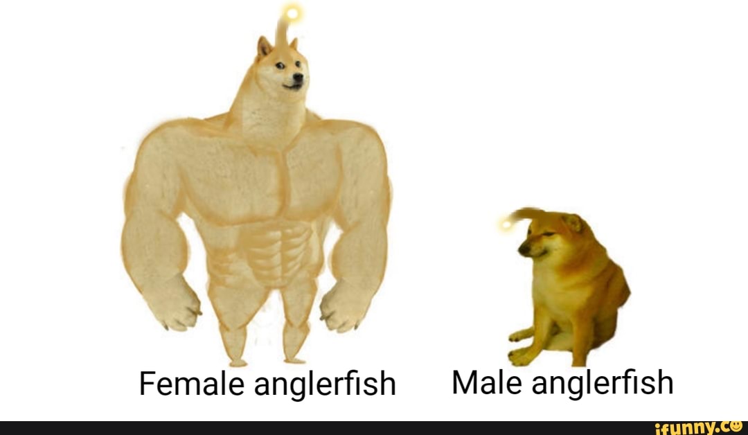 Female anglerfish Male anglerfish - iFunny