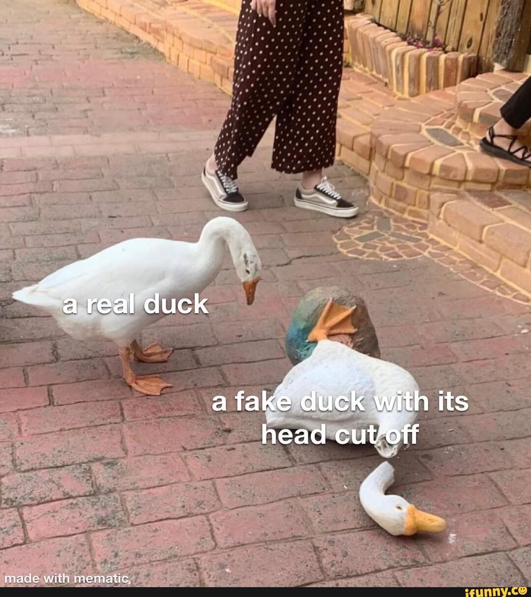 A real duck a fake duck with its head cut'off - iFunny