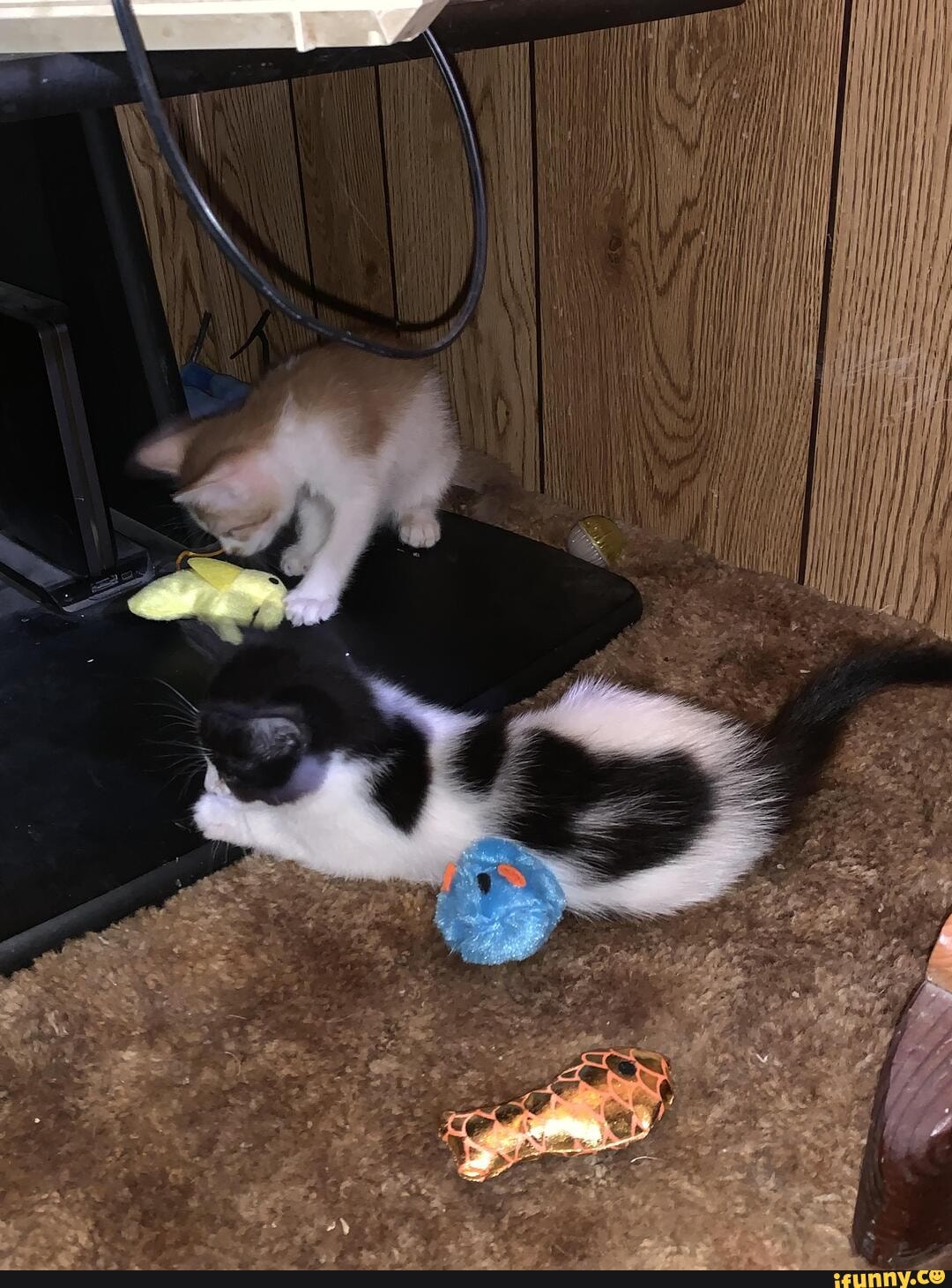 Cheeto memes. Best Collection of funny Cheeto pictures on iFunny