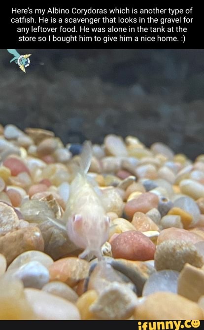 Corydoras memes. Best Collection of funny Corydoras pictures on iFunny