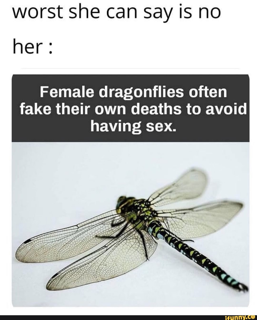 Worst she can say is no her: Female dragonflies often fake their own ...