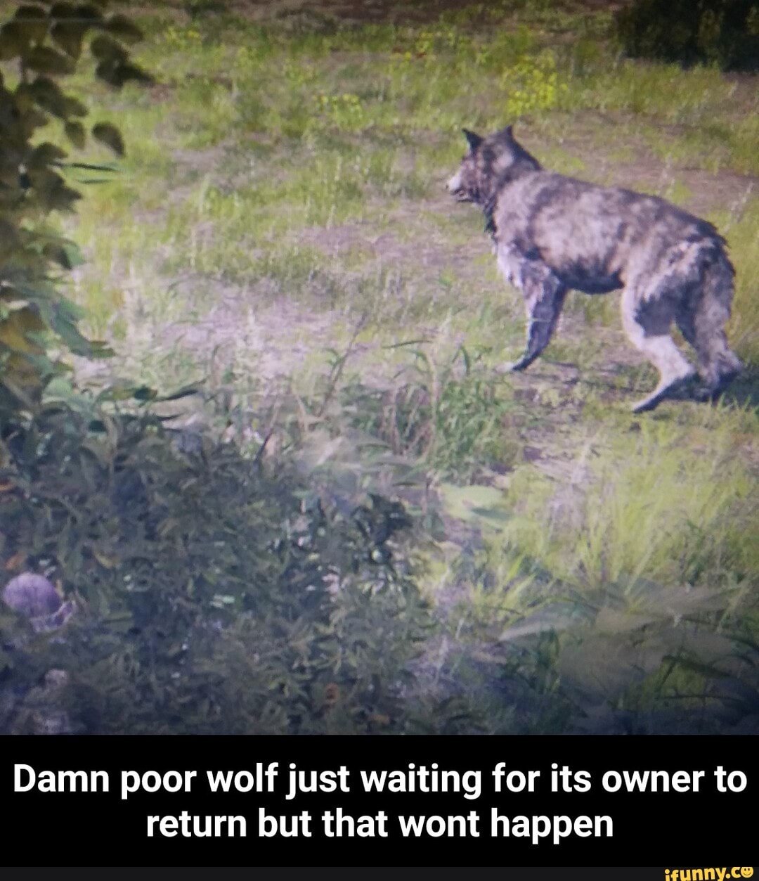 Damn poor wolf just waiting for its owner to return but that wont ...