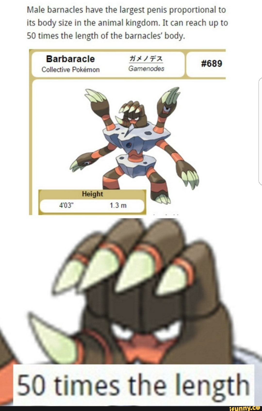 Male barnacles have the largest penis proportional to its body size in ...