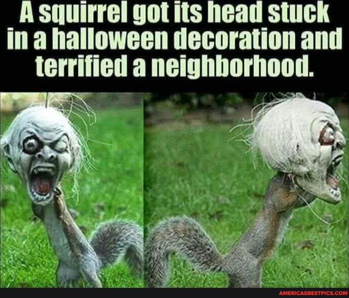 _A squirrel got its head stuck in halloween decoration and terrified a ...