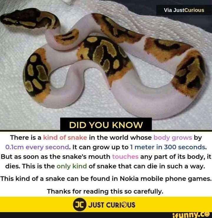 Nokia Snake Meme