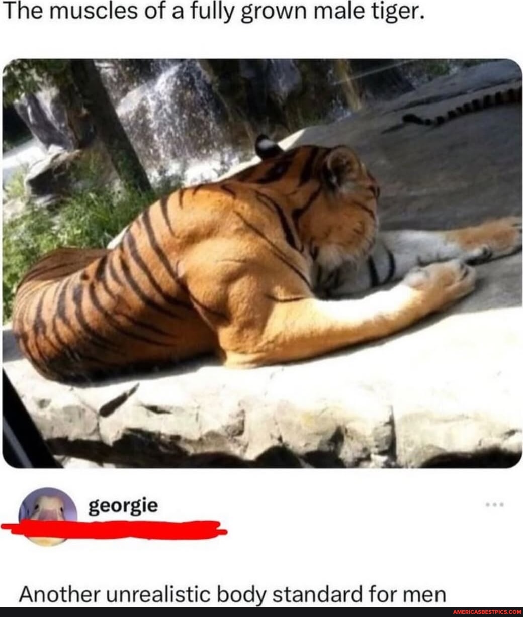 The muscles of a fully grown male tiger. Another unrealistic body ...