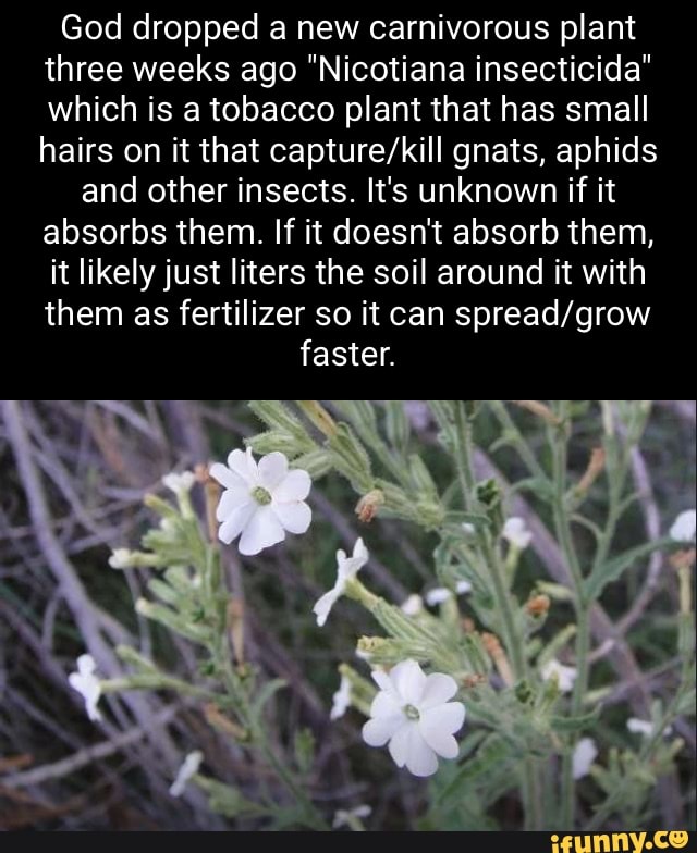 Insecticida memes. Best Collection of funny Insecticida pictures on iFunny