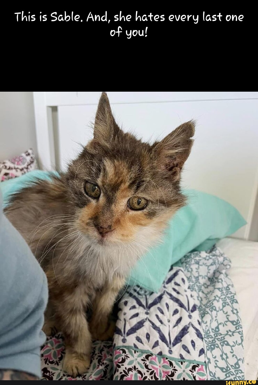 Sable memes. Best Collection of funny Sable pictures on iFunny