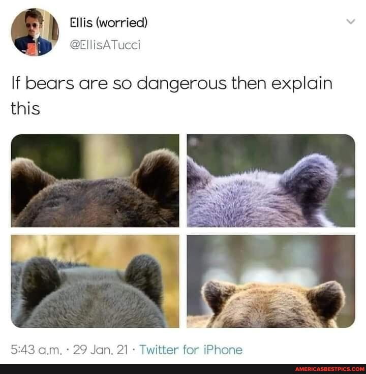 Surely you won't find these bear appreciation memes unbearable... - Ellis (worried) If bears are ...