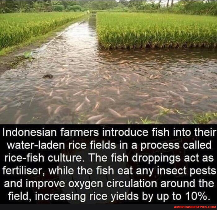 Indonesian farmers introduce fish into their water-laden rice fields in ...
