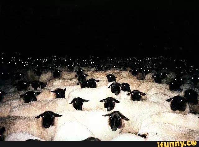 Cursed_sheep memes. Best Collection of funny Cursed_sheep pictures on ...