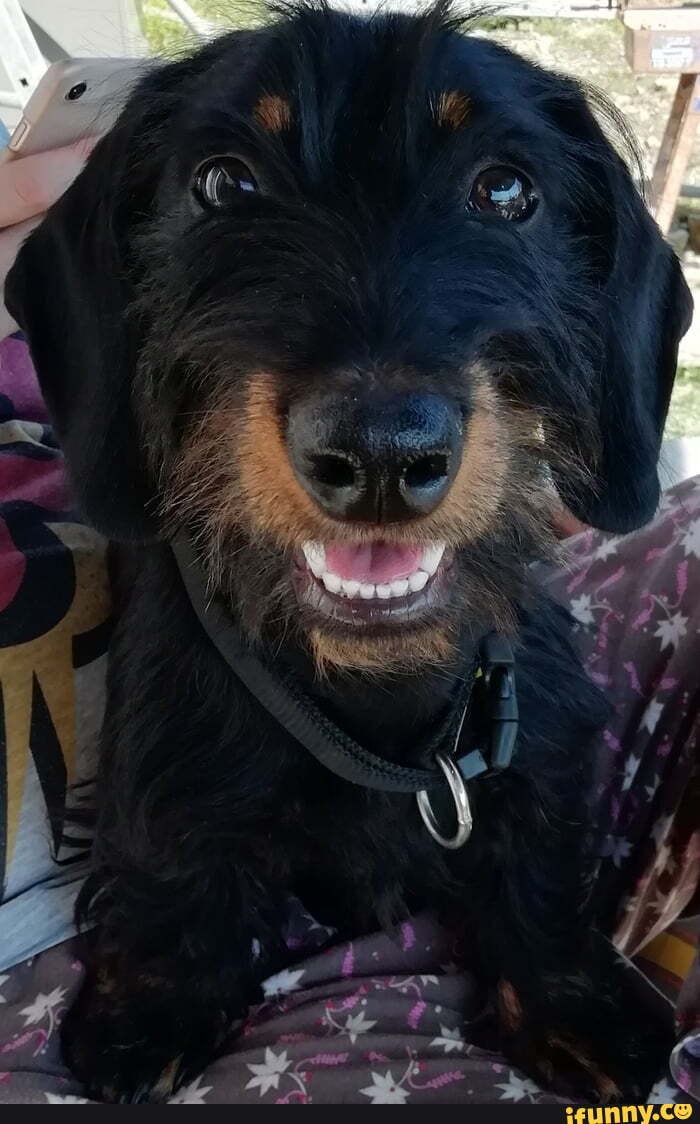 Dackel memes. Best Collection of funny Dackel pictures on iFunny