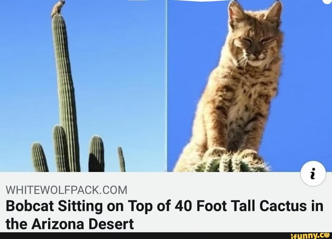 Bobcat Sitting on Top of 40 Foot Tall Cactus in the Arizona Desert - iFunny