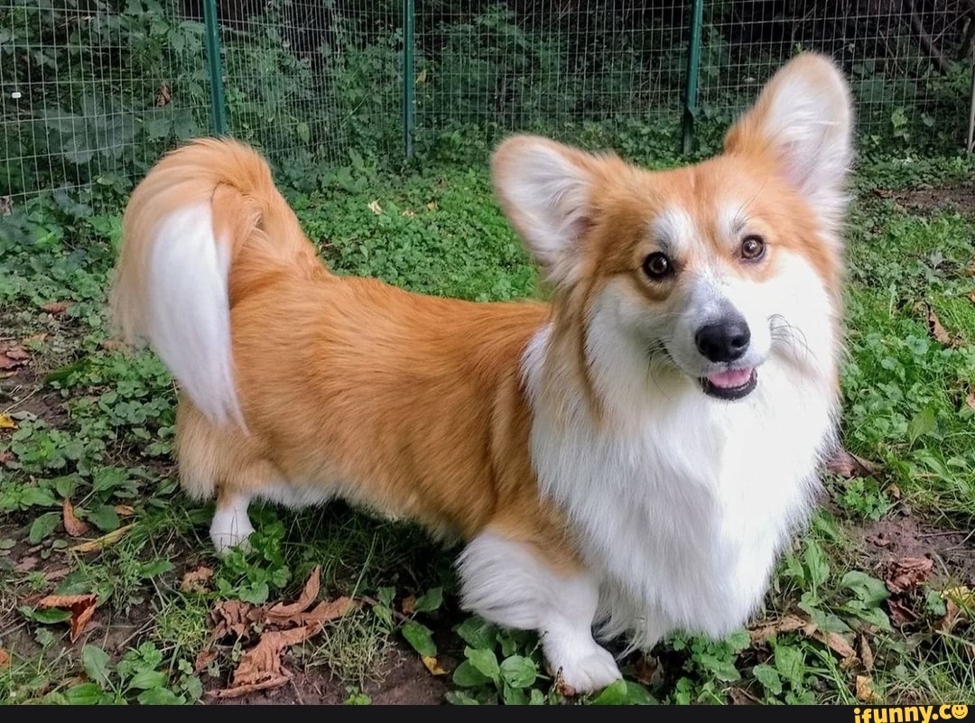 Corgis with undocked tails to brighten your day! - iFunny