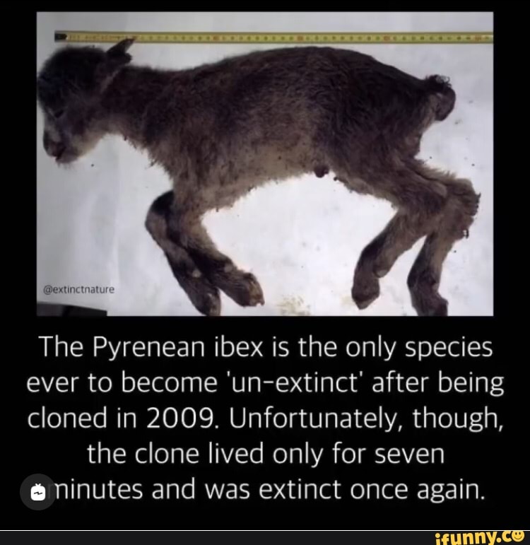 Pyrenean Ibex Clone