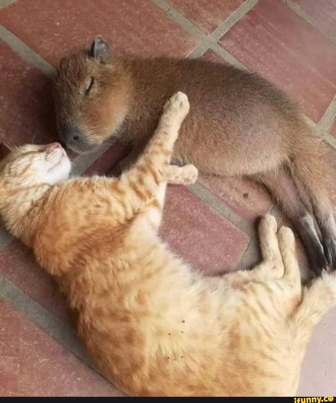 Capybaras memes. Best Collection of funny Capybaras pictures on iFunny