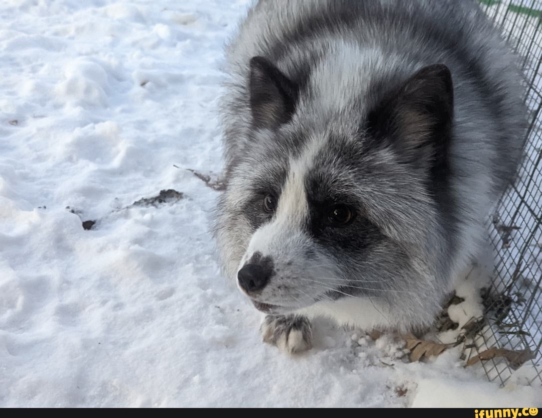 Tfm_malachi memes. Best Collection of funny Tfm_malachi pictures on iFunny