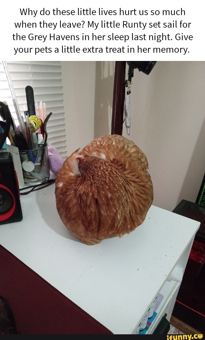 Why do these little lives hurt us so much when they leave? My little ...