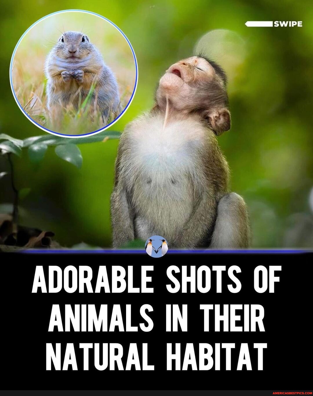 Swipe ️ Photographer @camwhitnall captures the cutest photos of animals ...