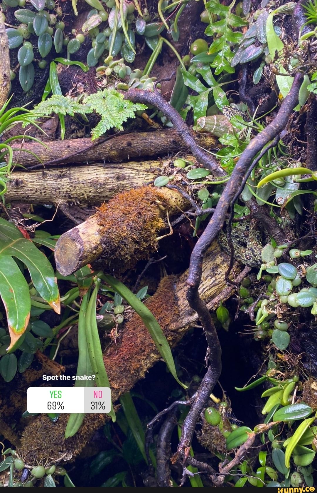Spot the snake? YES 69% - iFunny